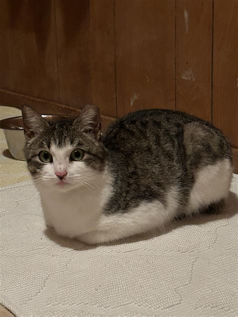 Stray Sex Male Or Female Rstraycats