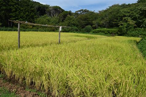 明日は稲刈りです 南房総 花の宿よしだ