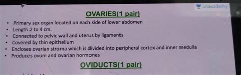 Ovaries Pair Primary Sex Organ Located On Each Side Of Lower Abdomen