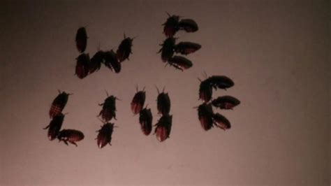 Жук 1975 — Фильм ру