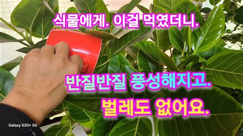 고무나무 병충해 없이 풍성하게 키우려고 이걸 먹였더니 벌레도 없고 쑥쑥 잘 자라요 Youtube
