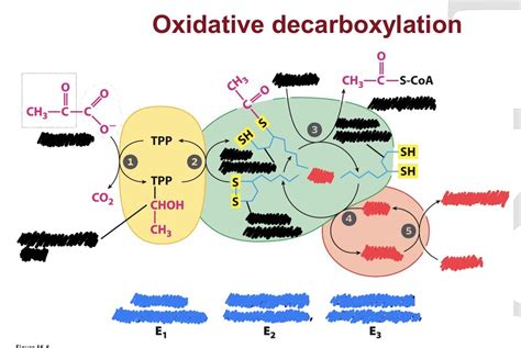 Oxidative Decarboxylation Diagram Quizlet