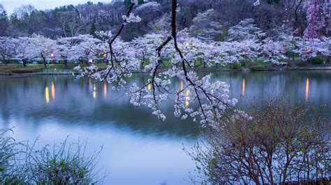 Cherry Blossom At Takamatsu Pond In Takamatsu Park In Spring Morioka