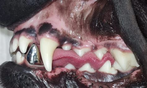 Los Cachorros Rechinan Los Dientes Cuando Le Salen Los Dientes