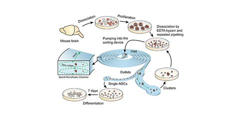 Using Microfluidic Devices To Sort Stem Cells Medical Design And