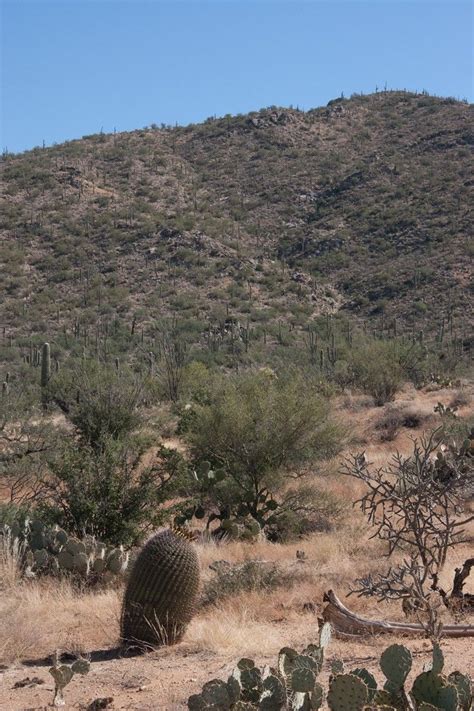 Ferocactus Wislizeni Cacti And Succulents Succulents Cactus