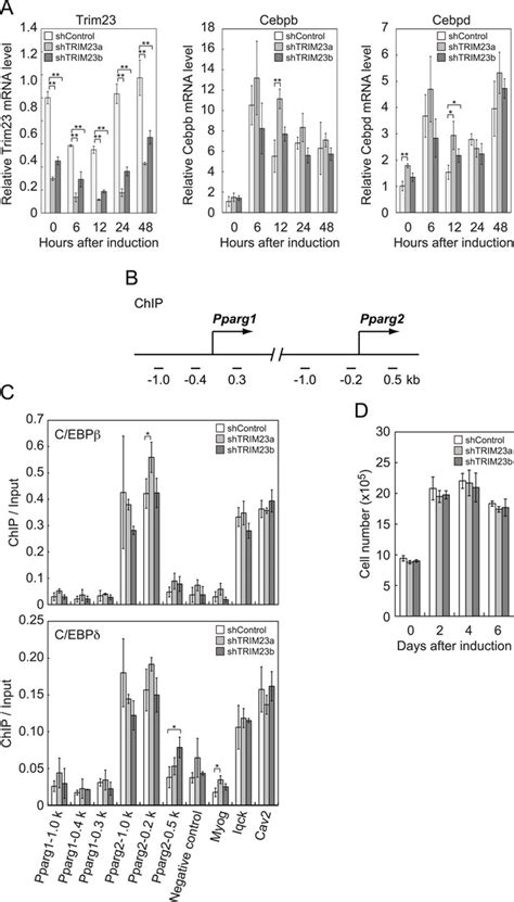 The E3 Ubiquitin Ligase Trim23 Regulates Adipocyte Differentiation Via