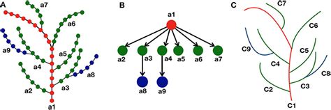 Frontiers Skeletonization Of Plant Point Cloud Data Using Stochastic