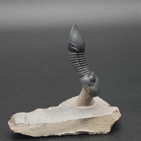 Fossil Oasis Fossil Preparation Service Fossil Store