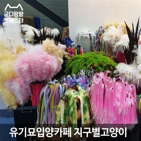 궁디팡팡마켓 1 업체명 유기묘입양카페 지구별고양이 2 소개 저희는 봉사자들이 함께