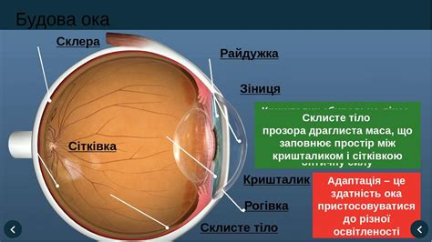 Око як оптична система Фізика 9 клас Презентація Фізика