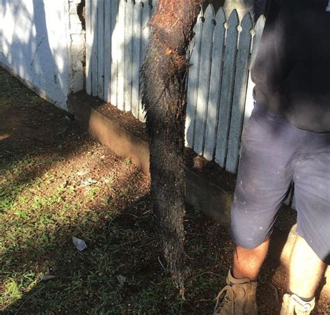 Tree Root Removal Sydney Emergency Drain Plumber Near You