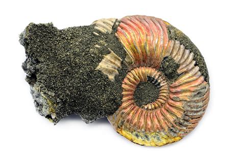 Opalized Fossils How Do They Form With Examples Rock Seeker