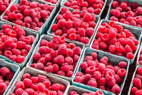 Serbia Is 3rd Largest Raspberry Producer In The World British Serbian Chamber Of Commerce Bscc