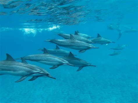 Sirian Protocol Inner Dolphin