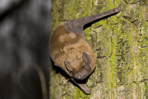 British Bats Learn About Bats In The Uk