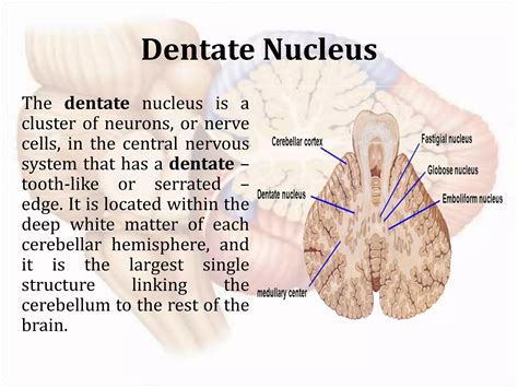 Anatomy Of Cerebellum Pptx