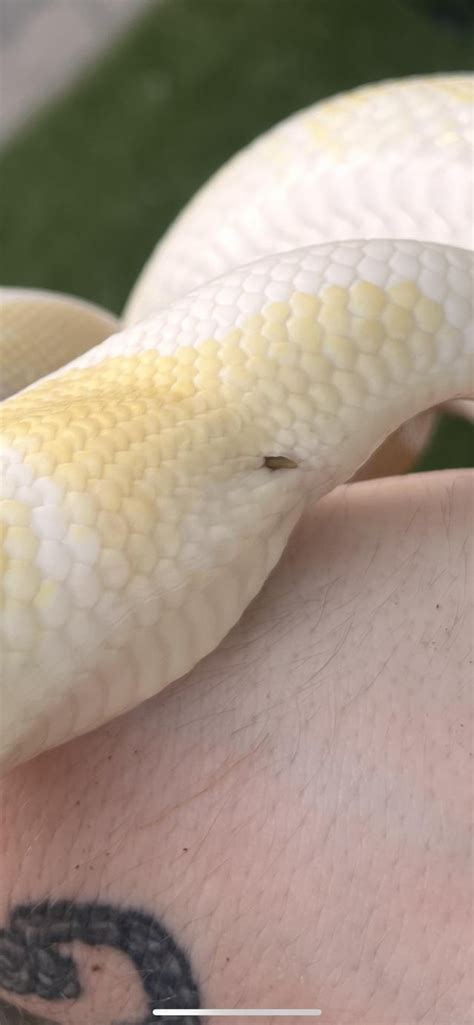 Tooth In Python R Ballpython