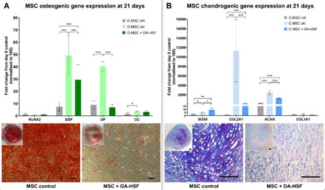 Gene Expression And Histology Of Mscs Undergoing Differentiation A