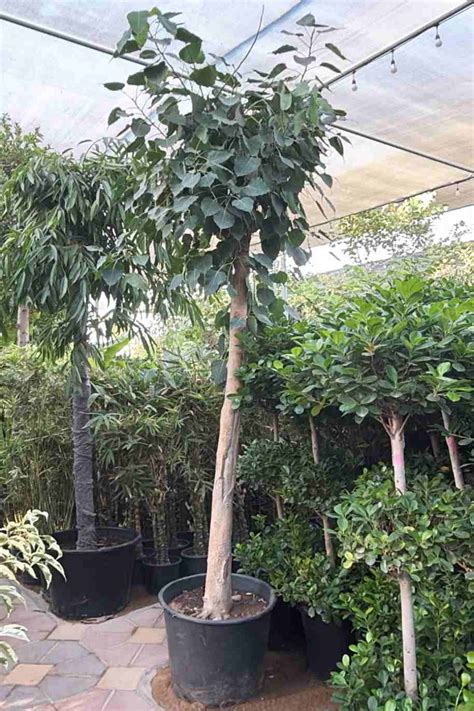 Buy Sacred Fig Tree Online In Uae Plantshopme