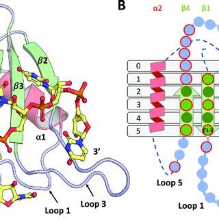 A Cartoon Representation Of The Sex Lethal RRM Protein In Complex Download Scientific Diagram