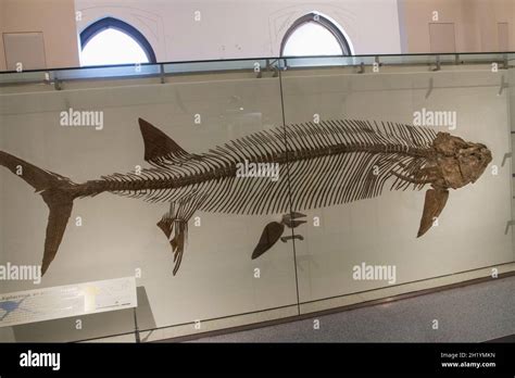 Xiphactinus Xiphactinus Audax Leidy