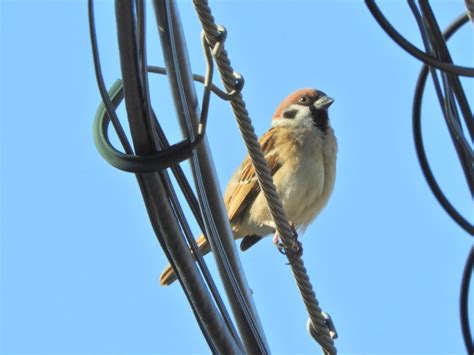 散歩で出会った野鳥たちースズメ kaerukumasの野鳥写真ブログ