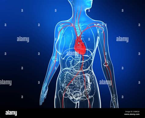 Female Human Body Parts