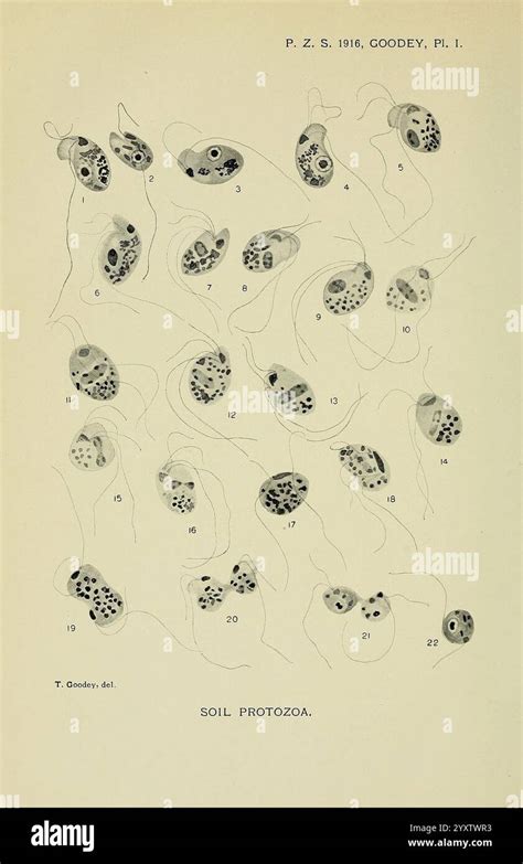 Proceedings Of The Zoological Society Of London London Academic Press