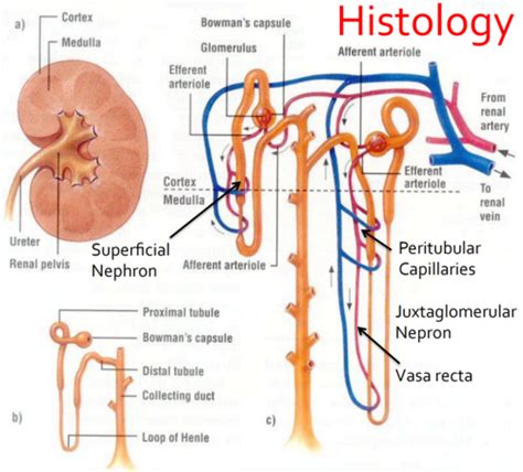 Phys Exam 2 Flashcards Quizlet