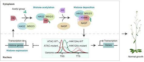 Science Advances 何新建课题组揭示组蛋白乙酰化酶复合体在细胞质和细胞核中协同作用的分子机制 清华大学生物医学交叉研究院