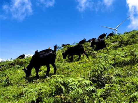 黑山羊图片素材 黑山羊设计素材 黑山羊摄影作品 黑山羊源文件下载 黑山羊图片素材下载 黑山羊背景素材 黑山羊模板下载 搜索中心