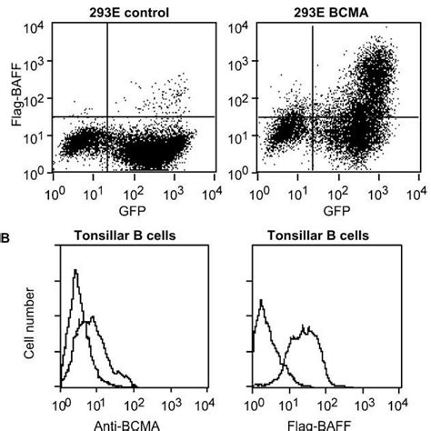 Cell Surface Expression Of Bcma In Transfected And Primary Cells A
