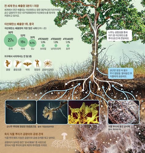 재미있는 과학 땅속 균뿌리가 전 세계 배출 탄소 3분의 1 저장해요 프리미엄조선