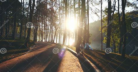 Sunbeam Shining Through Tree Sunny Ray Lens Flare Beautiful Sunlight