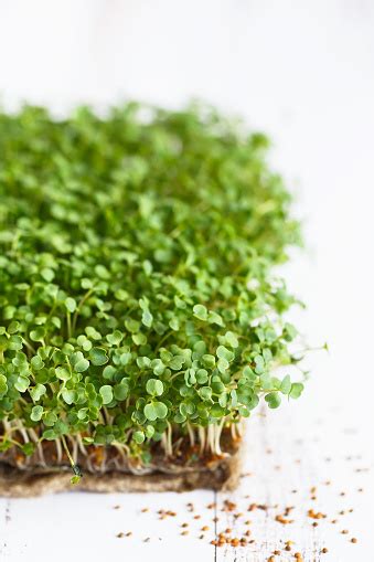 흰색 나무 상자에 아루굴라 마이크로 그린의 클로즈업 발아 마이크로 그린 집에서 씨앗 발아 비건 과 건강한 식사 개념 발아 아루굴라 씨앗 마이크로 채소 성장 하는 콩나물 0