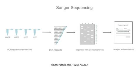 Sanger Sequencing Workflow Dna Sequencing Detection Stock Vector