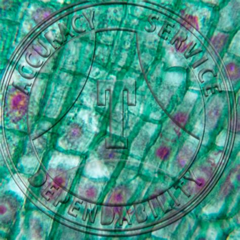 Ranunculus Acris Root Tip Ls Mitosis Prepared Microscope Slide