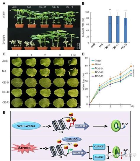 Jipb 中国科学院遗传与发育生物学研究所张劲松课题组发现受去甲基化修饰调控的大豆耐逆新机制 知乎