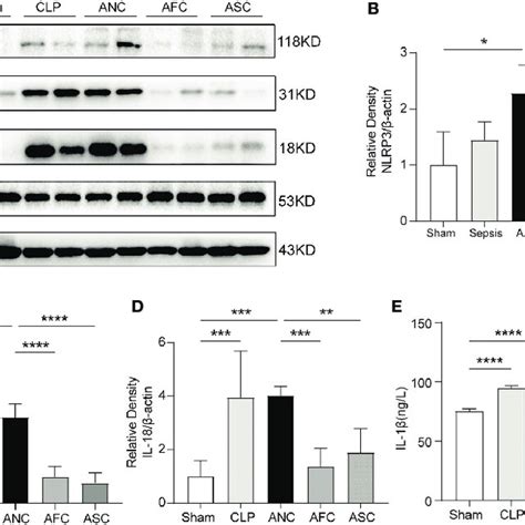 Fecal Microbiota Transplantation Fmt And Supplementation With Download Scientific Diagram