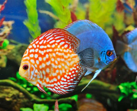 Discus Small Each Wonder Pets And Aquariums