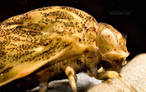 Baetisca Obesa Armored Mayfly Mayfly Nymph From The Neversink River