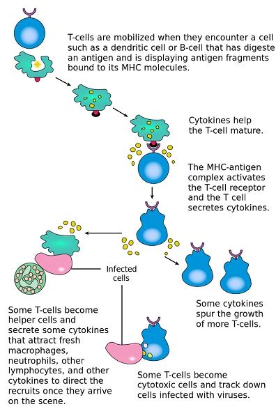 What Is The Difference Between Cd4 And Cd8 T Cells Pediaacom