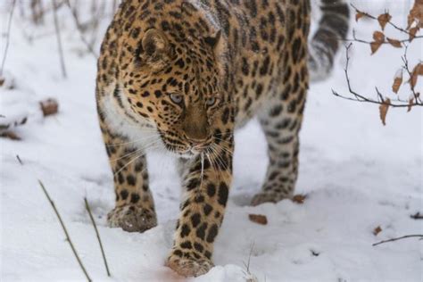Top 10 Facts About Amur Leopards Wwf
