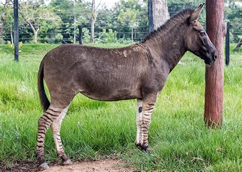 Zebra Horse Donkey Hybrid