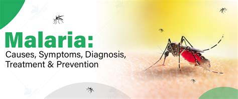 Malaria Causes Symptoms Diagnosis Treatment And Prevention