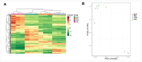 Full Length Transcriptomic Sequencing And Temporal Transcriptome