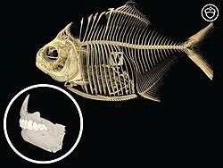 Pygopristis Wikipedia
