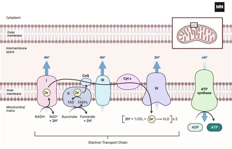 Nadh2 And Fadh2 Electron Transport Chain Photosynthesis