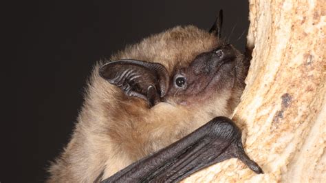 Serotine Bats Use Penises In Bizarre Way During Sex Scientists Say